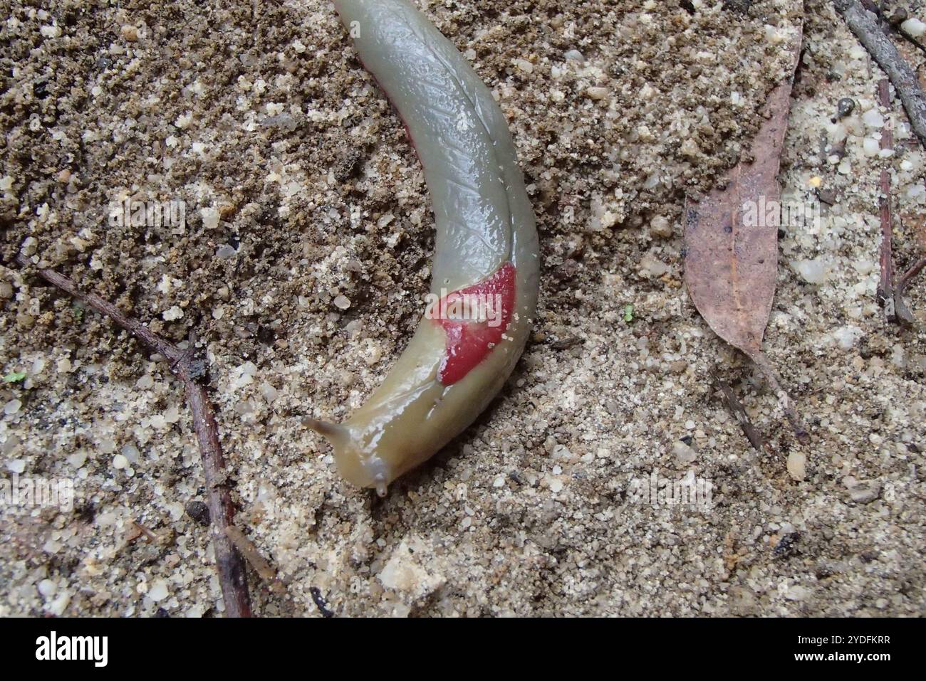 Red Triangle Slug (Triboniophorus graeffei Stock Photo - Alamy