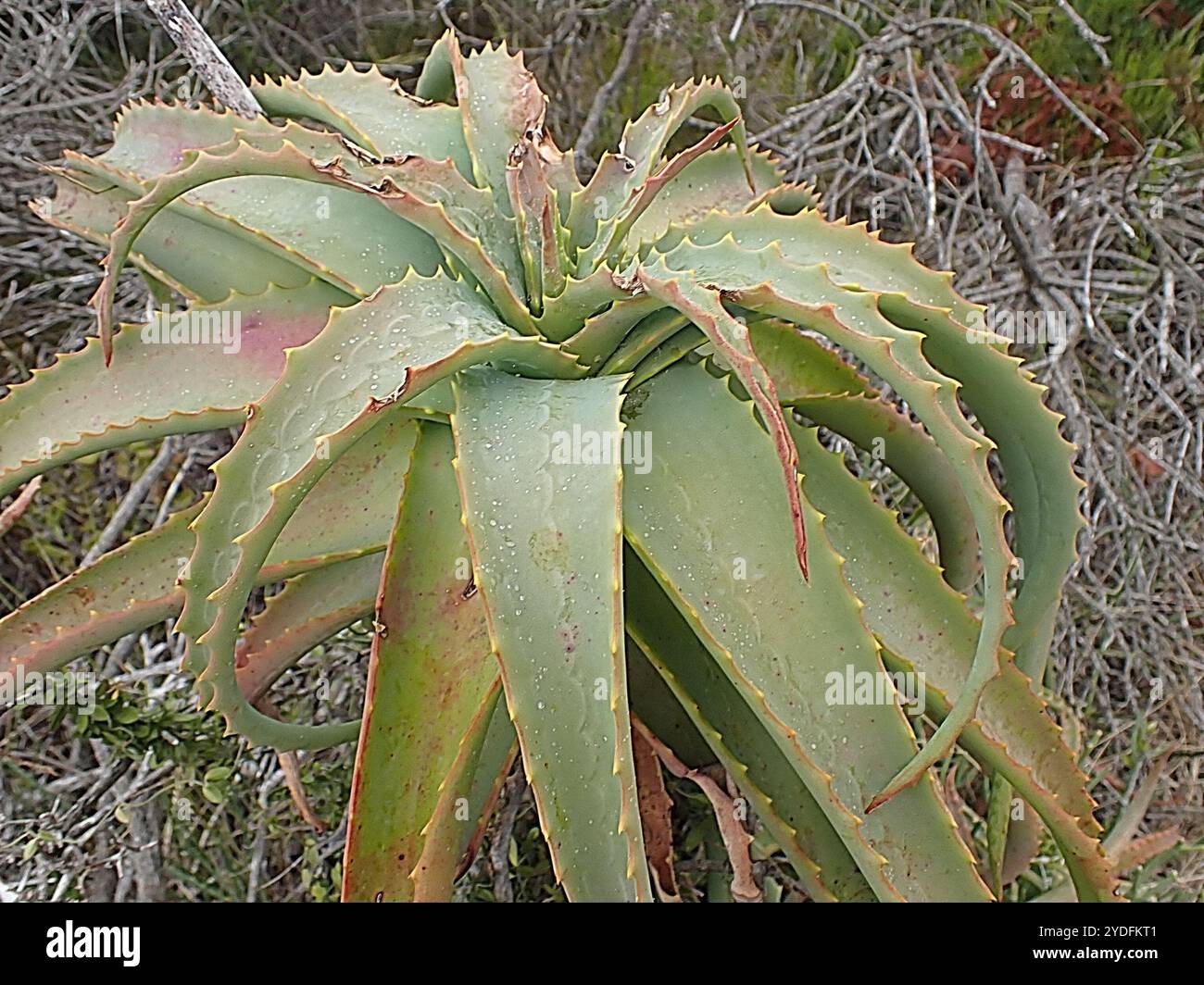 Candelabra Aloe (Aloe arborescens Stock Photo - Alamy