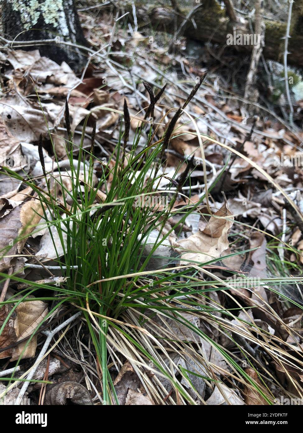 Pennsylvania sedge (Carex pensylvanica Stock Photo - Alamy