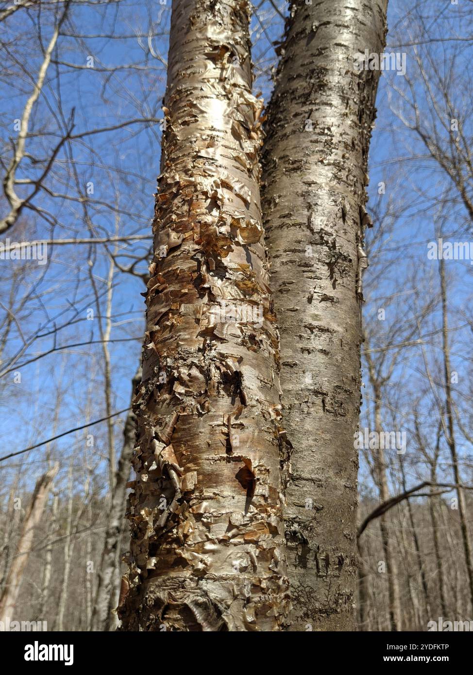 yellow birch (Betula alleghaniensis Stock Photo - Alamy