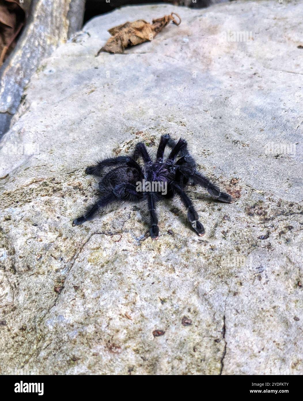 Purple Pinktoe Tarantula (Avicularia purpurea Stock Photo - Alamy