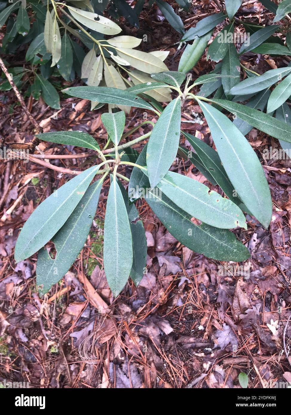 great rhododendron (Rhododendron maximum Stock Photo - Alamy