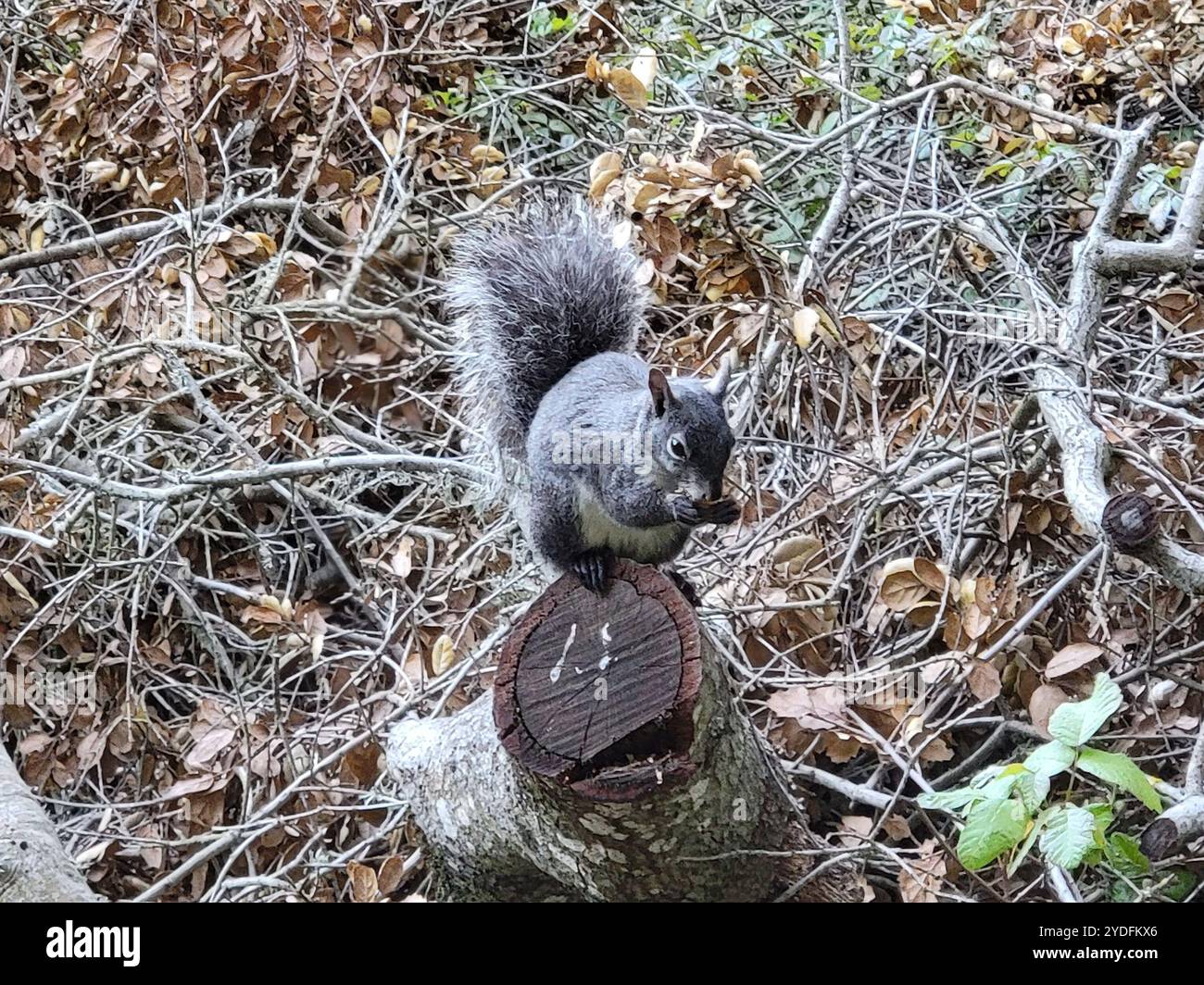 Western Gray Squirrel (Sciurus griseus Stock Photo - Alamy