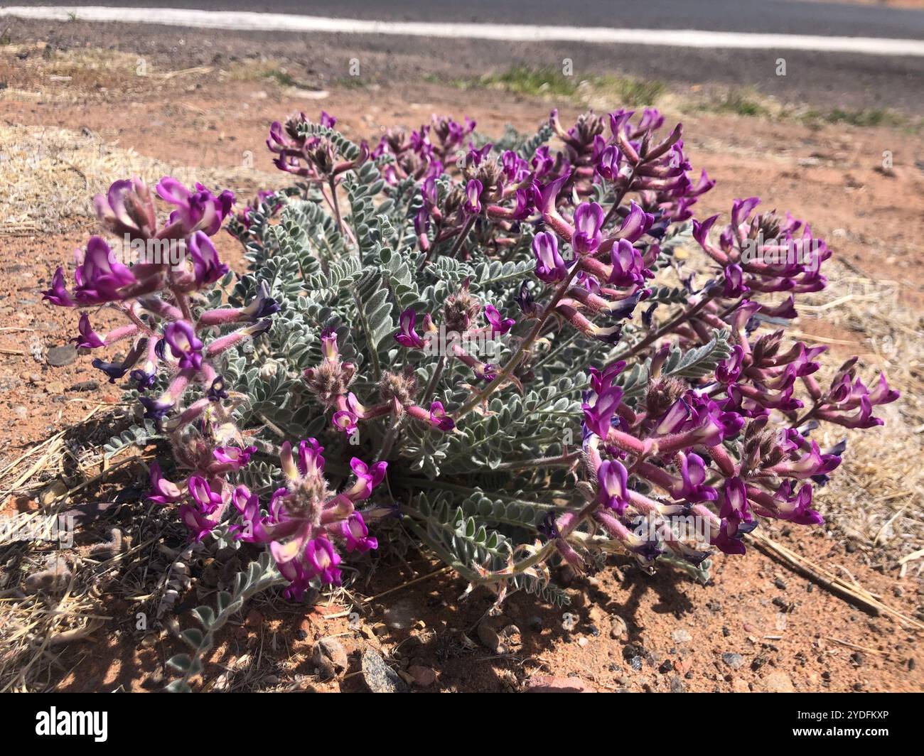 Woolly Locoweed (Astragalus mollissimus Stock Photo - Alamy