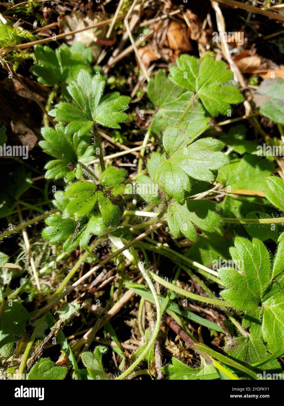 Western Buttercup (Ranunculus occidentalis Stock Photo - Alamy