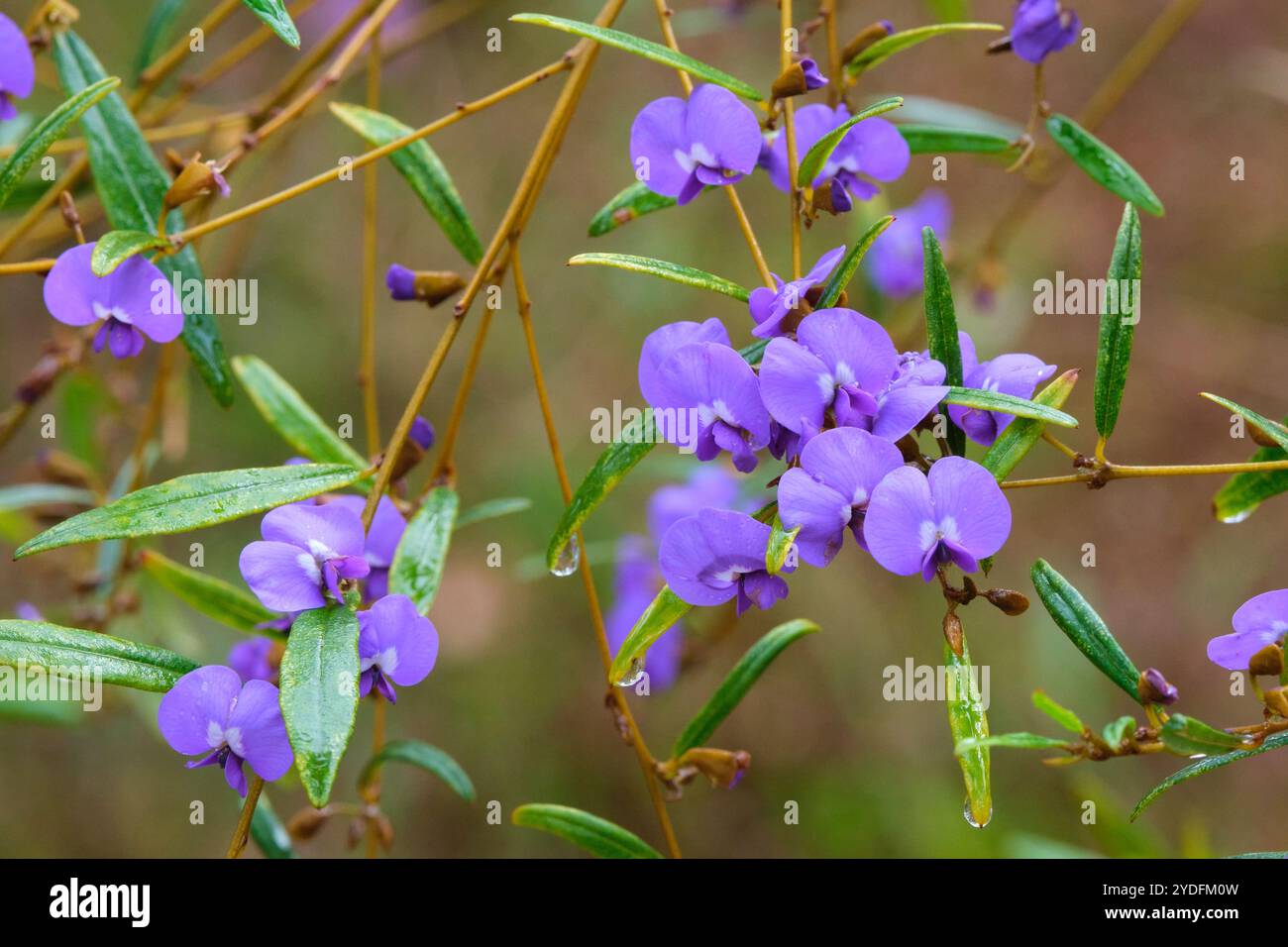 Tree Hovea, Hovea elliptica, with purple pea flowers and water droplets ...