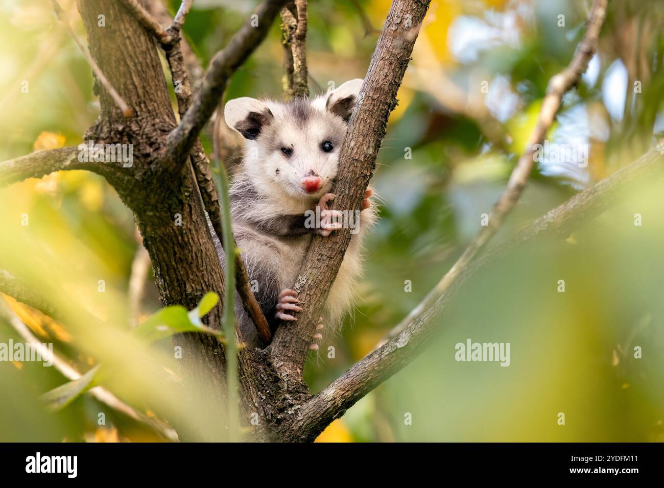 Cute baby Virginia opossum (Didelphis virginiana) in tree - Pisgah National Forest, near Brevard ...