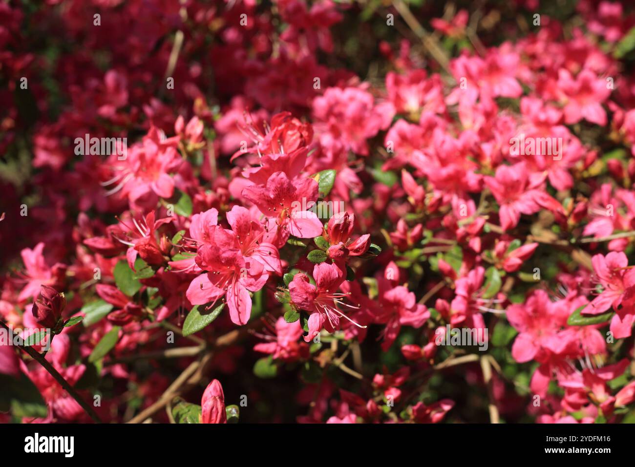 Pink flowers on Rhodedendron shrub, Sandling, Hythe, Kent, England ...
