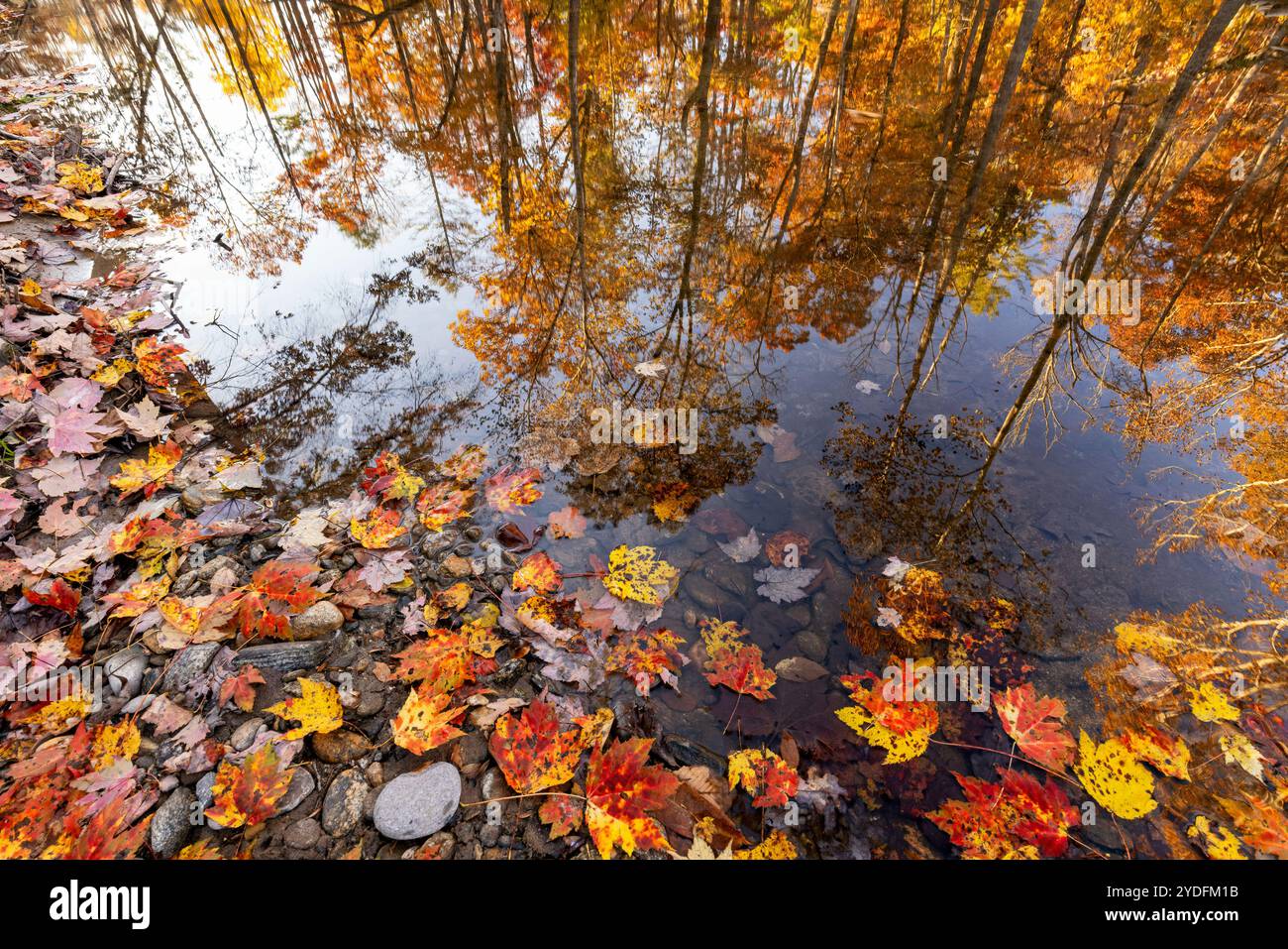 Fall color reflections - Pisgah National Forest, near Brevard, North ...