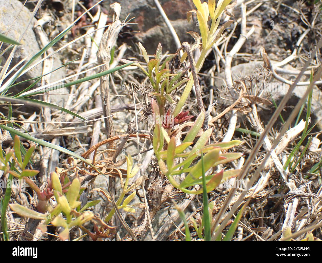 rock samphire (Crithmum maritimum Stock Photo - Alamy