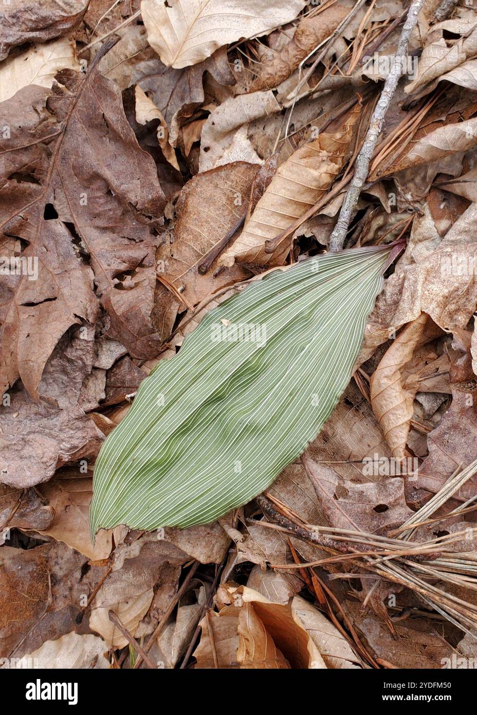 putty root (Aplectrum hyemale Stock Photo - Alamy