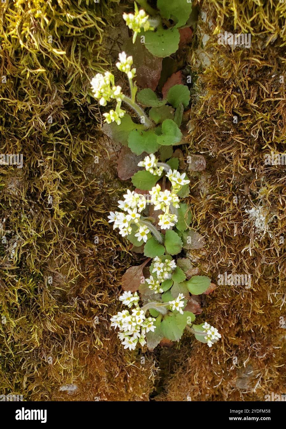 Micranthes virginiensis hi-res stock photography and images - Alamy