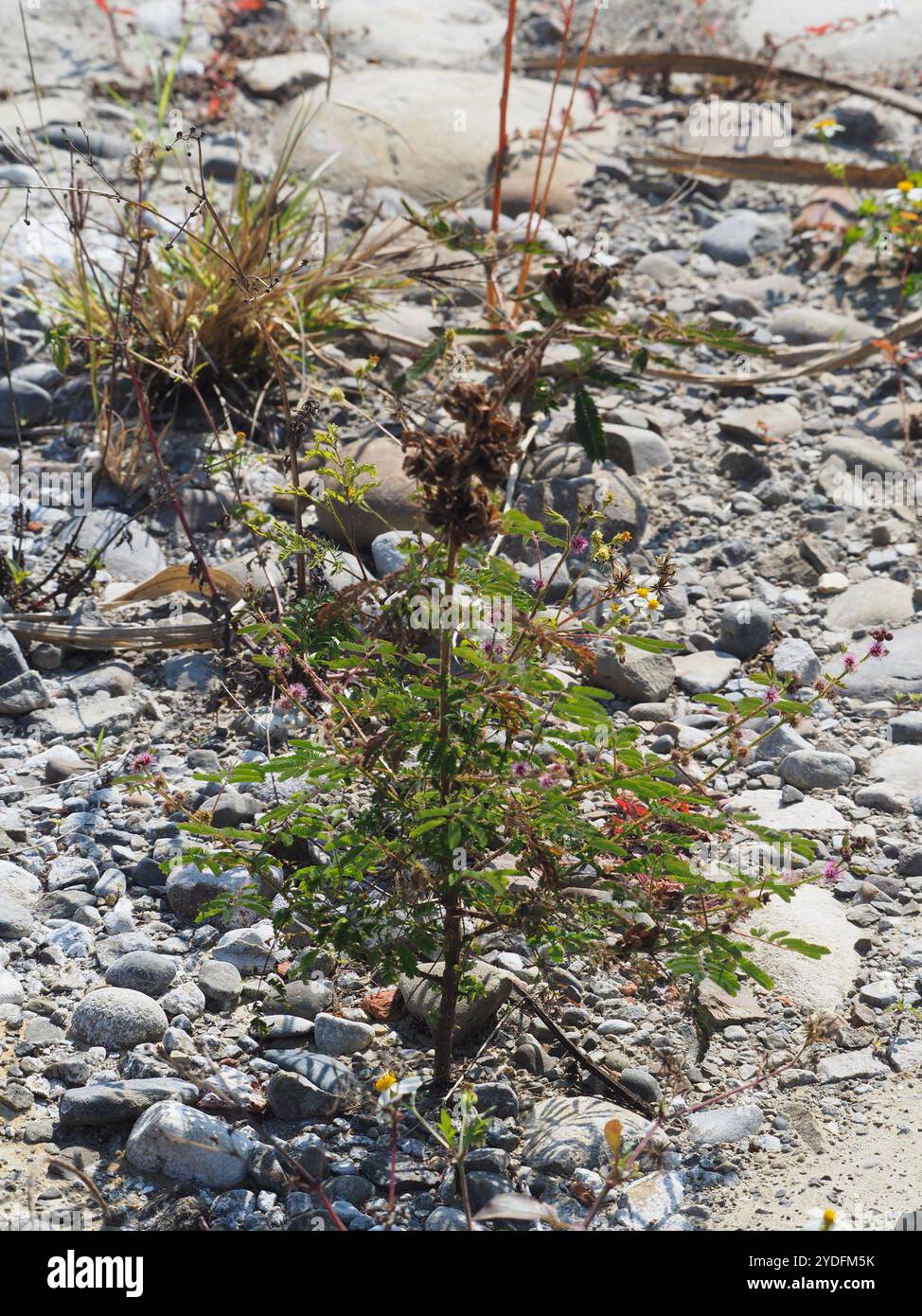 giant false sensitive plant (Mimosa diplotricha Stock Photo - Alamy
