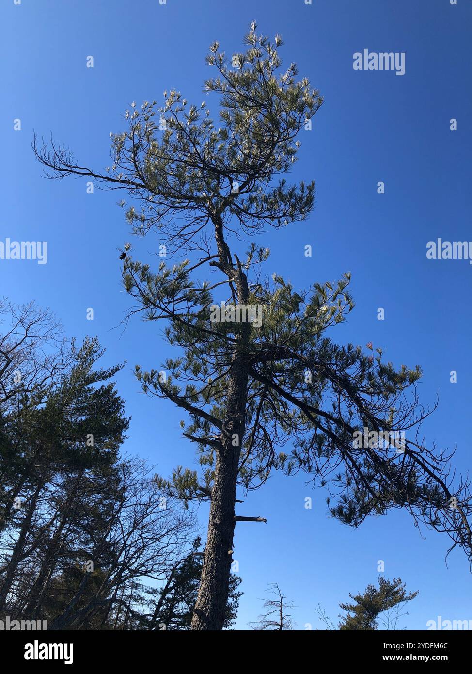 pitch pine (Pinus rigida Stock Photo - Alamy