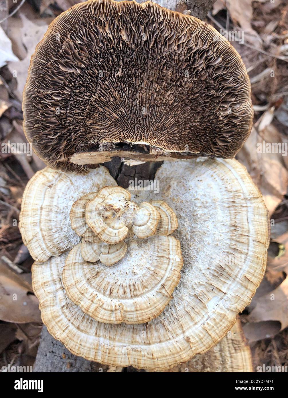 Thin-walled Maze Polypore (Daedaleopsis confragosa Stock Photo - Alamy