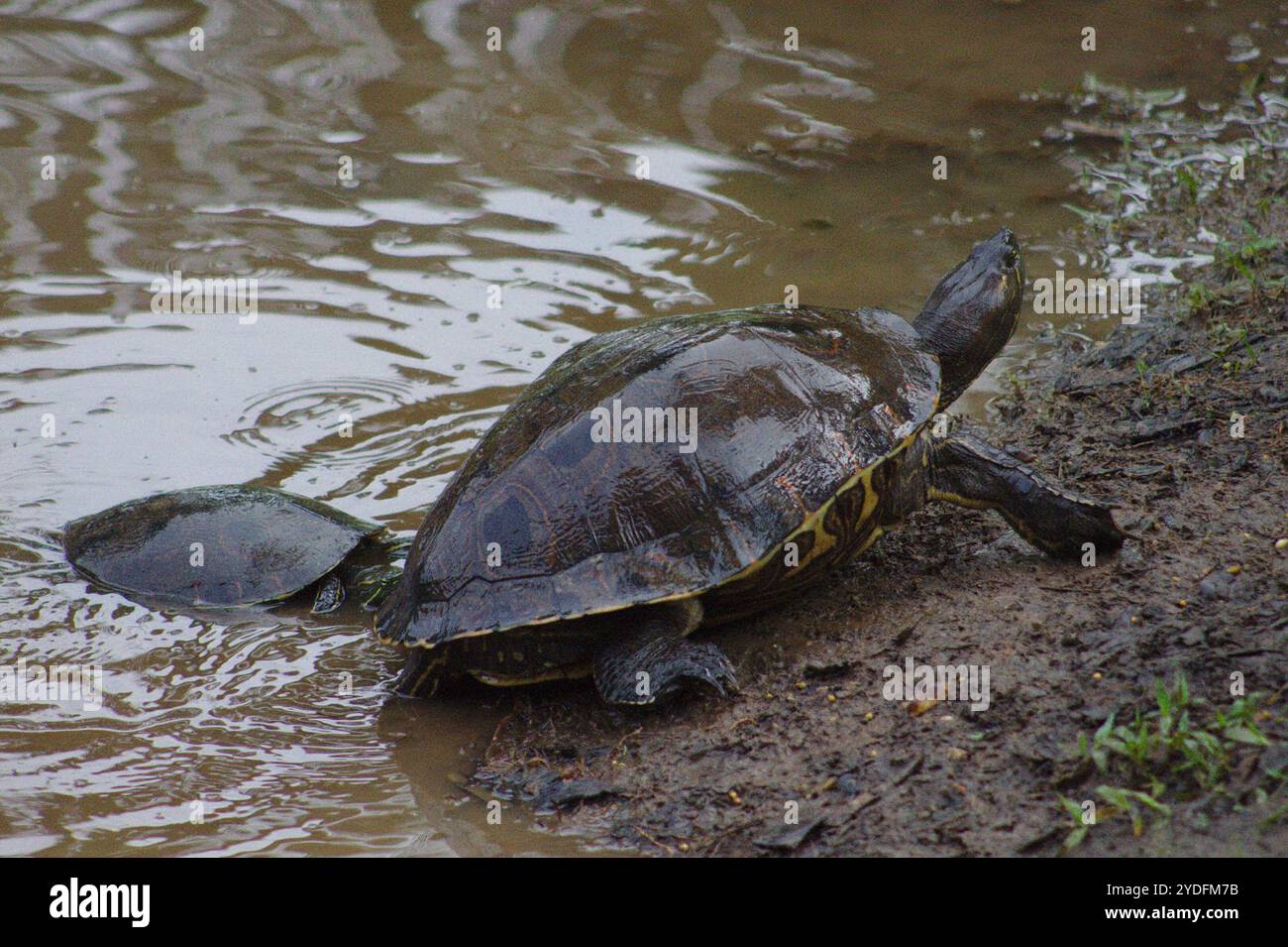 Trachemys venusta hi-res stock photography and images - Alamy