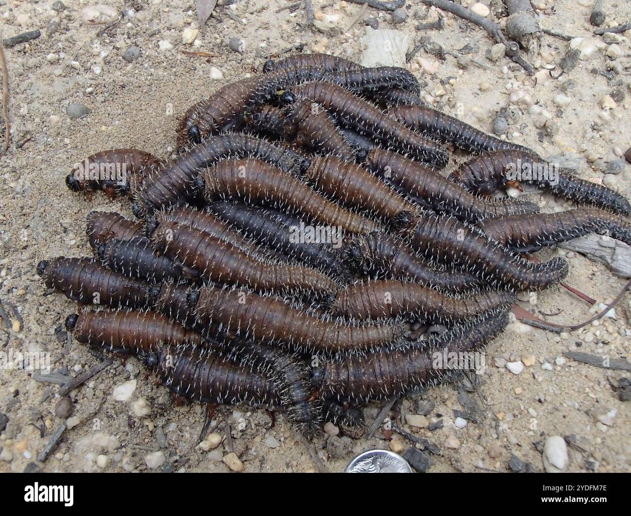 Pergidae hi-res stock photography and images - Alamy