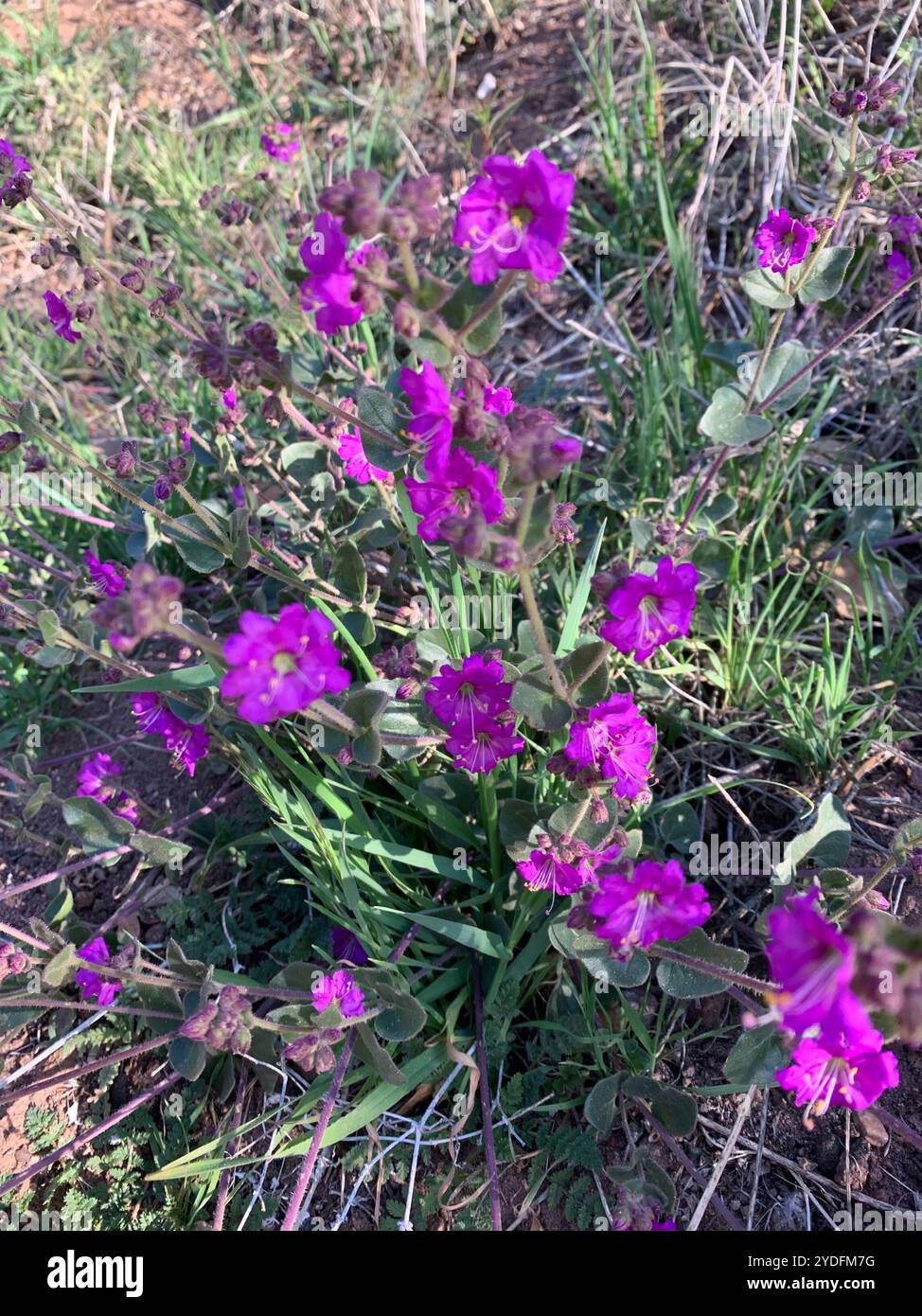 Wishbone Bush (Mirabilis laevis Stock Photo - Alamy
