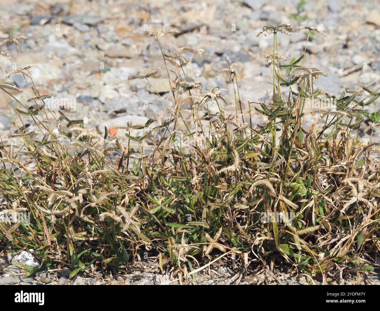 Durban Crowfoot (Dactyloctenium aegyptium Stock Photo - Alamy