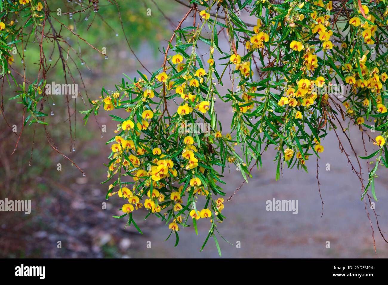 Clusters of the yellow and red pea flowers of Eutaxia myrtifolia, a ...
