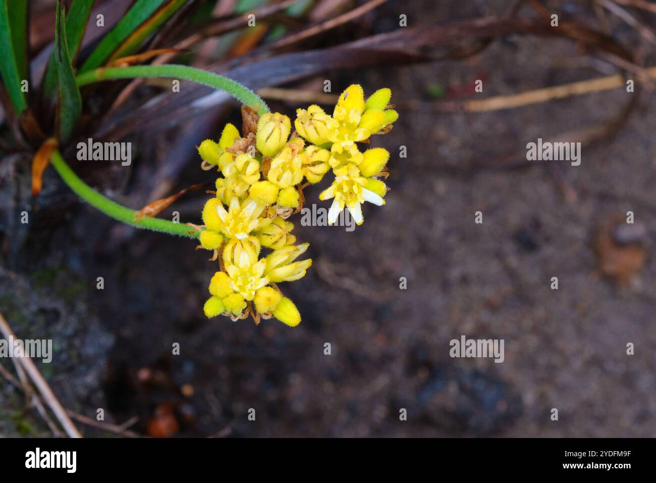 The yellow flowers of Prickly Conostylis, Conostylis aculeata, a ...