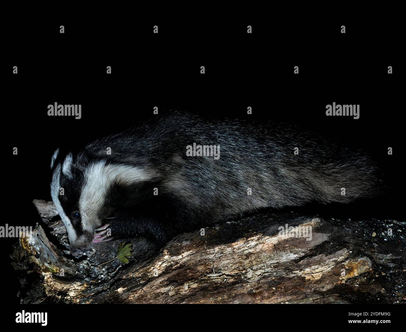 Adult female European Badger (Meles meles) on log at night, licking ...