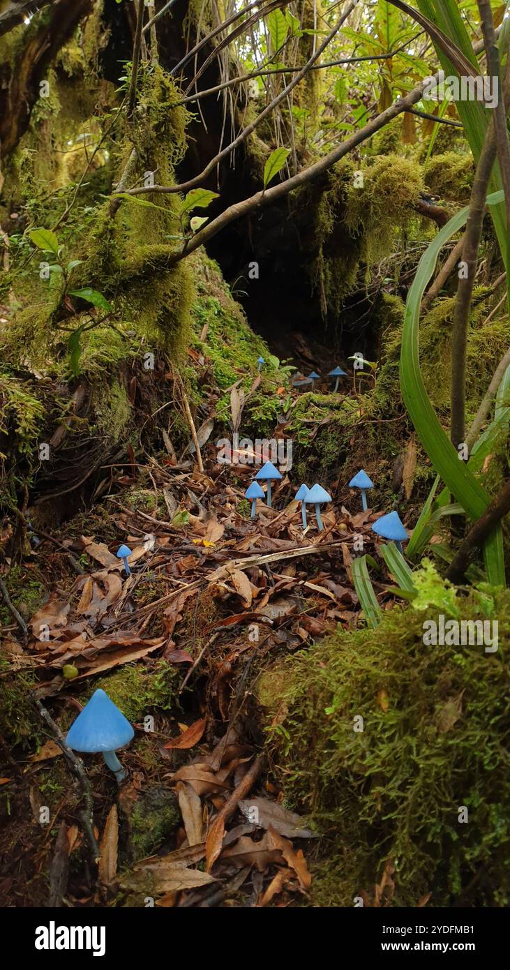blue pinkgill (Entoloma hochstetteri Stock Photo - Alamy
