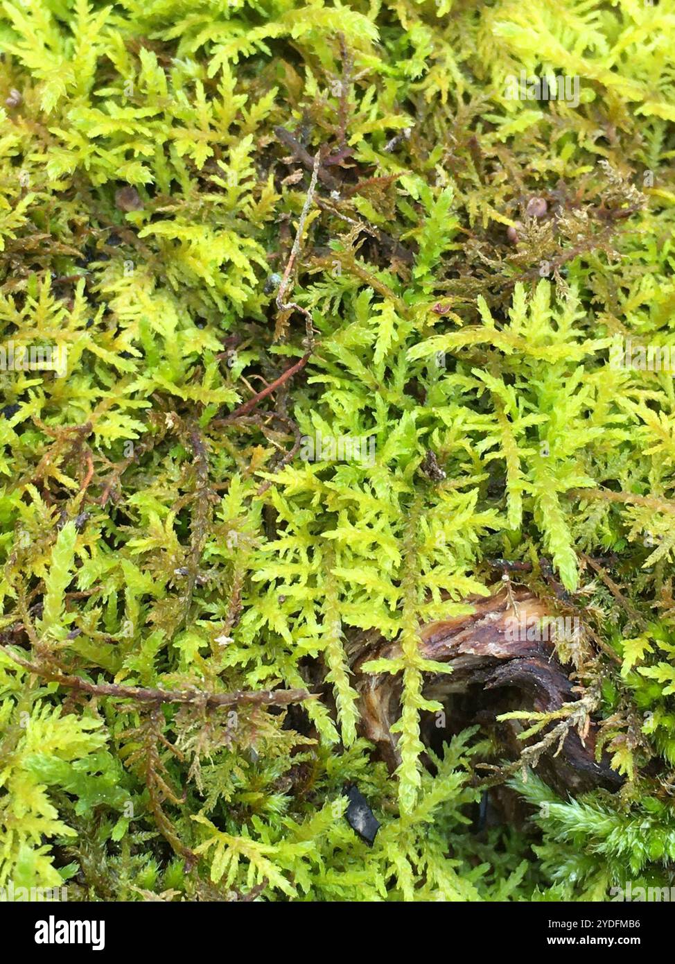 delicate fern moss (Thuidium delicatulum Stock Photo - Alamy