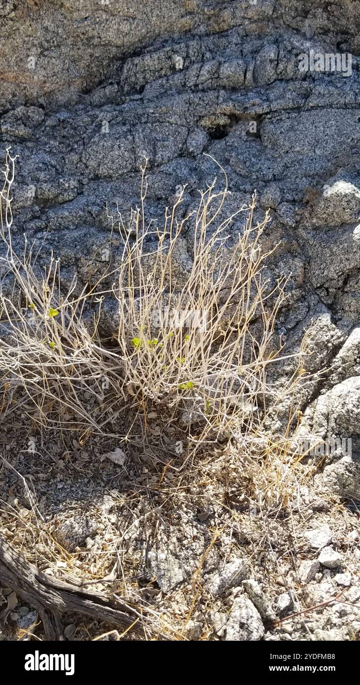Wishbone Bush (Mirabilis laevis Stock Photo - Alamy