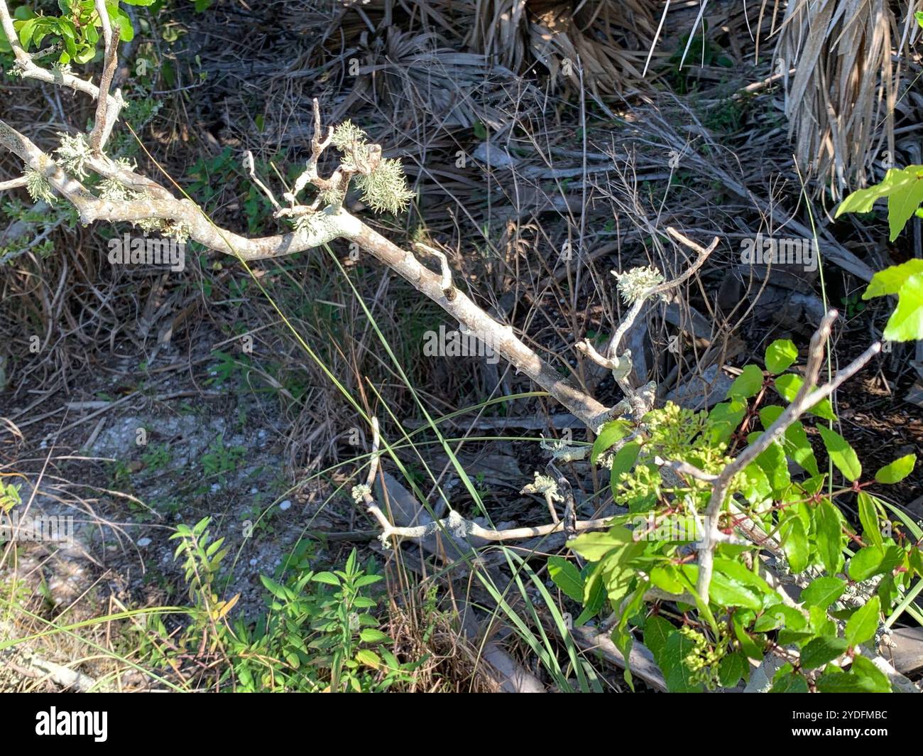 Hercules' club (Zanthoxylum clava-herculis Stock Photo - Alamy