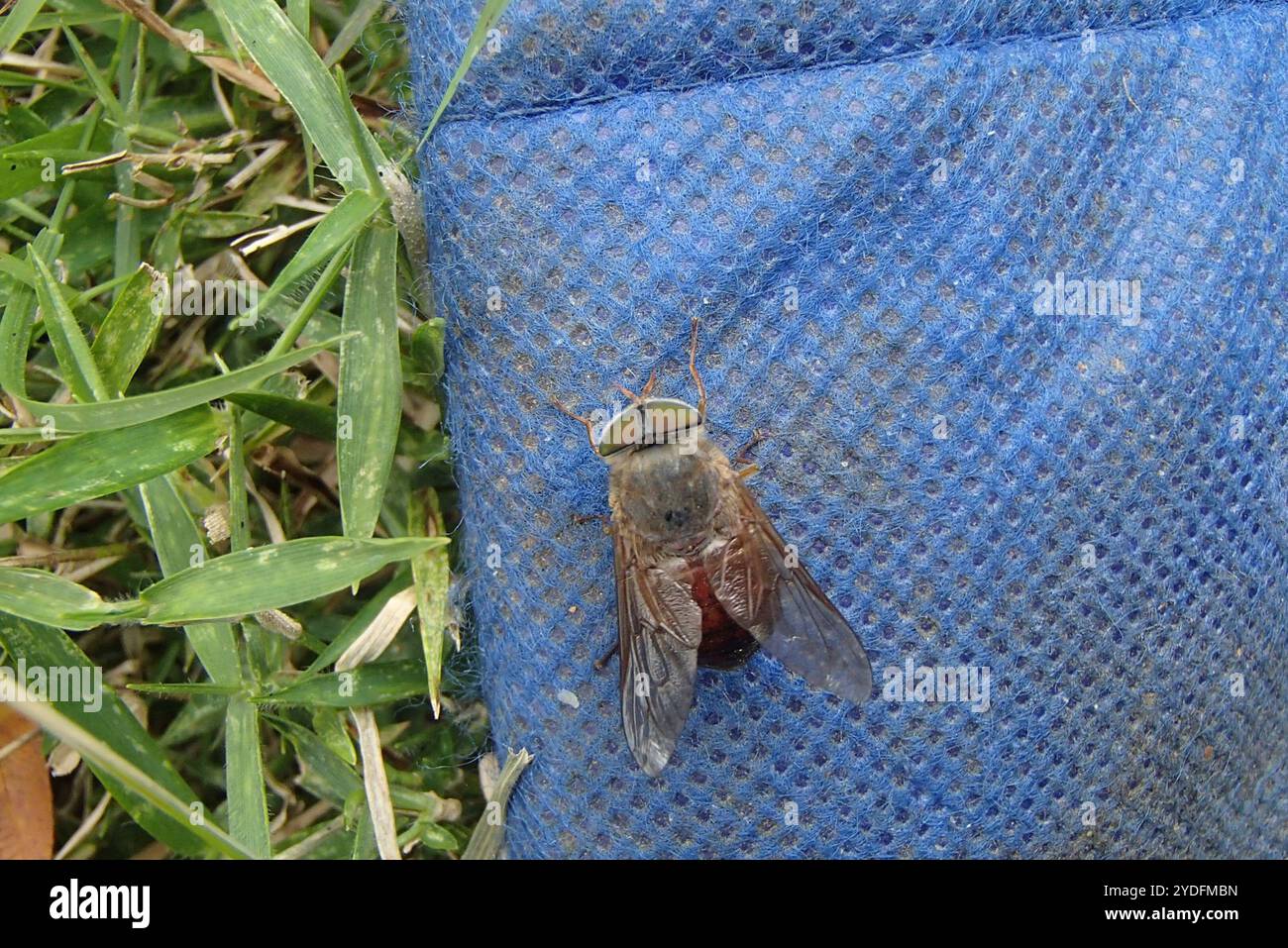 Horse and Deer Flies (Tabanidae Stock Photo - Alamy