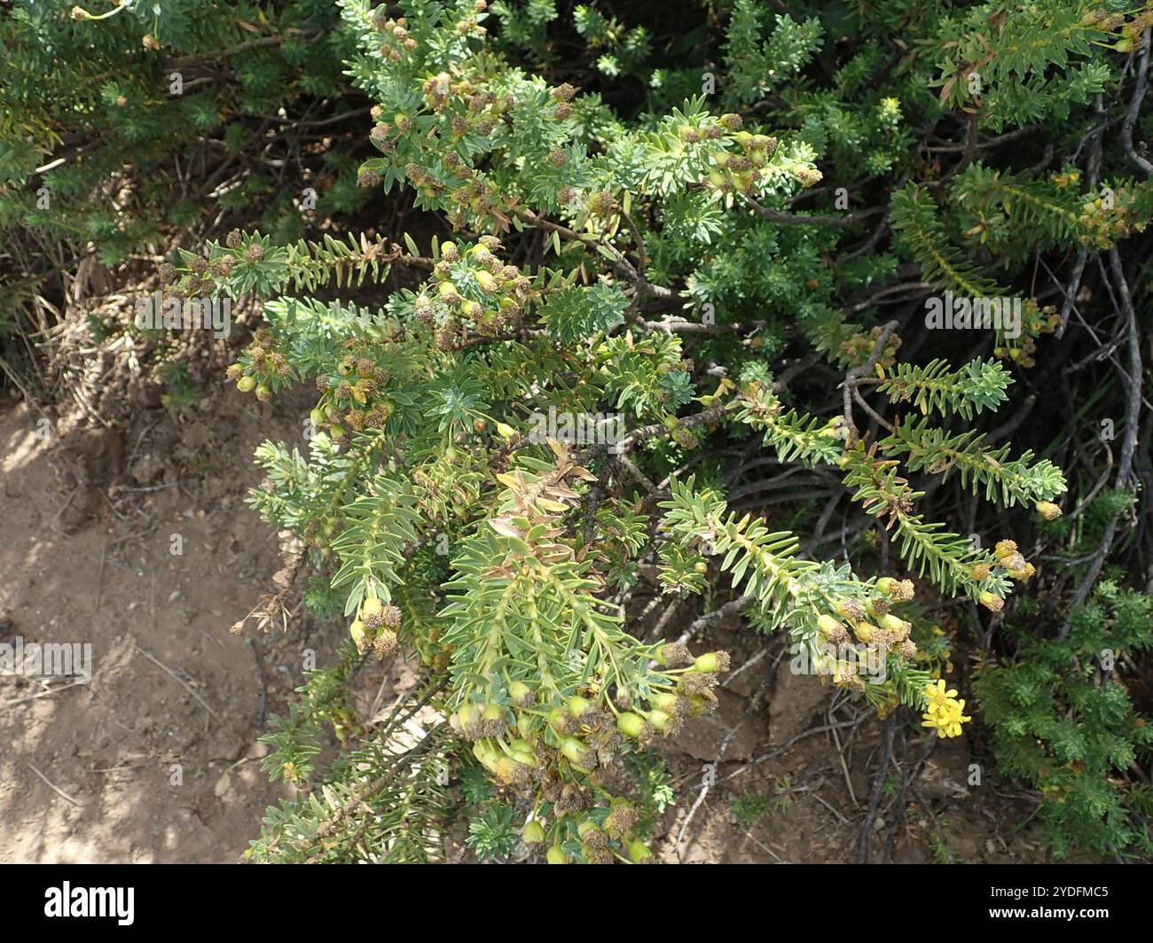 Mt Currie True-Eye (Euryops tysonii Stock Photo - Alamy