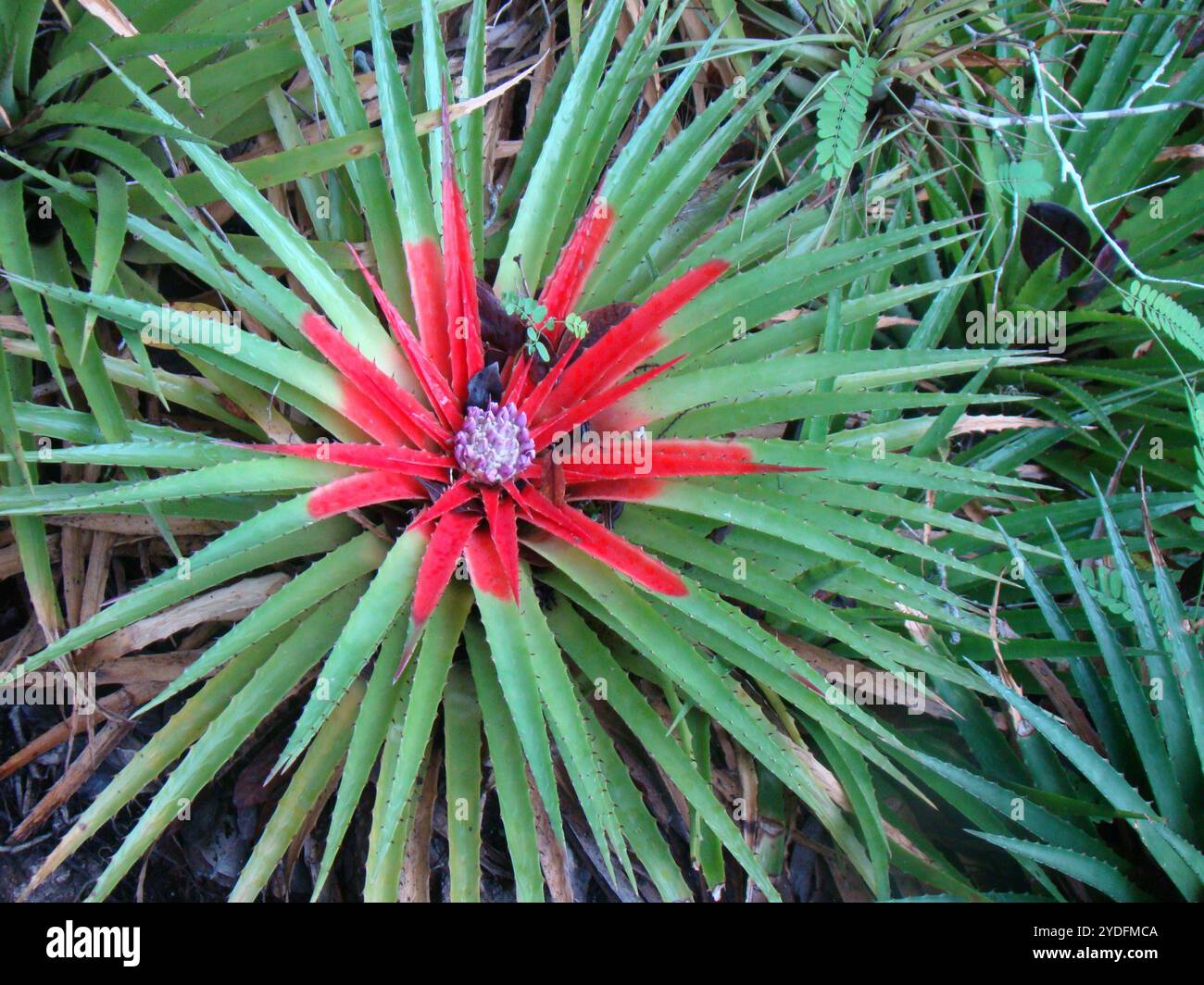Dwarf bromelia (Bromelia humilis Stock Photo - Alamy