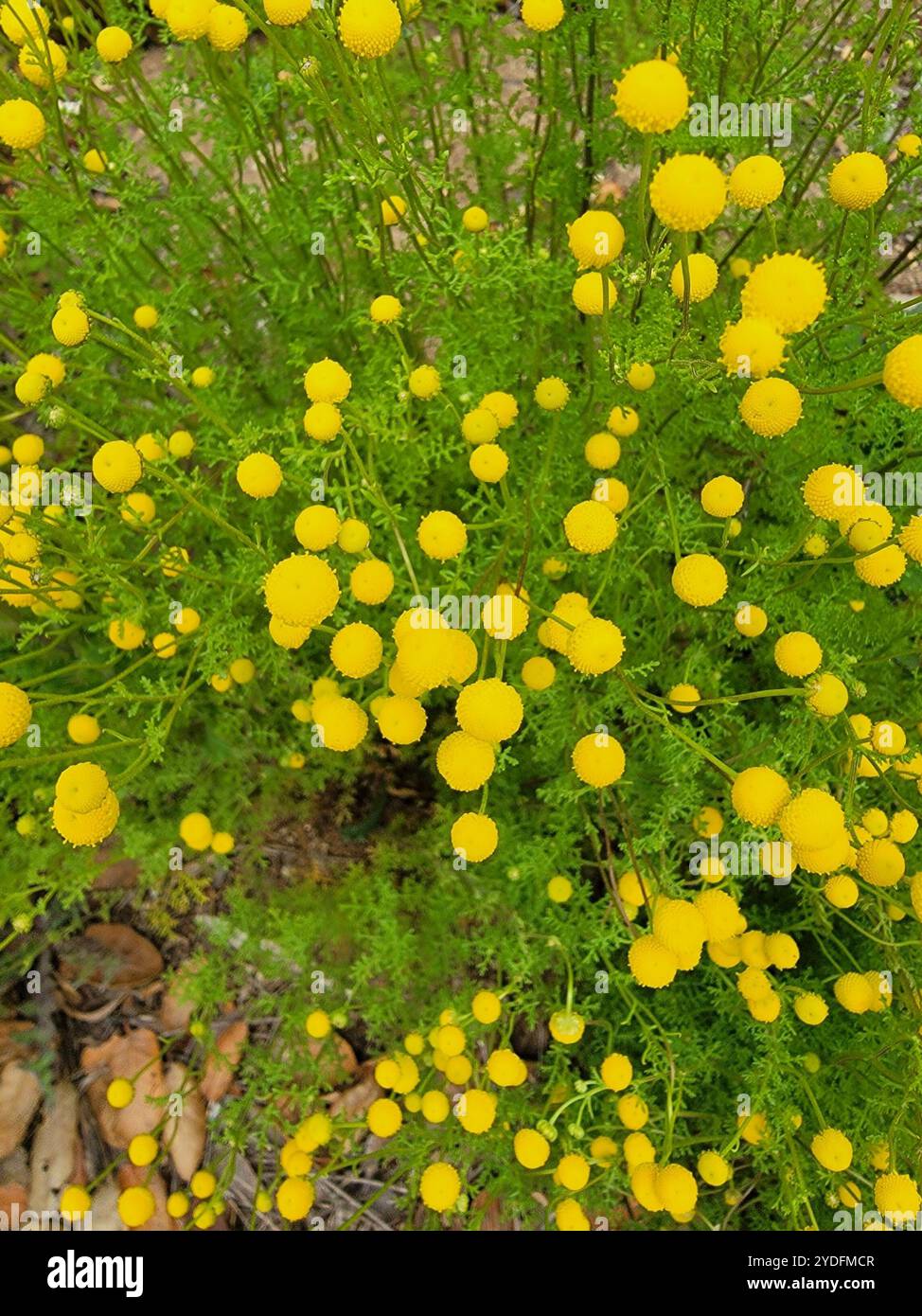 stinknet (Oncosiphon pilulifer Stock Photo - Alamy