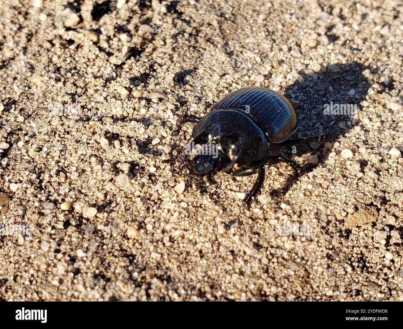 Minotaur Beetle (Typhaeus typhoeus Stock Photo - Alamy