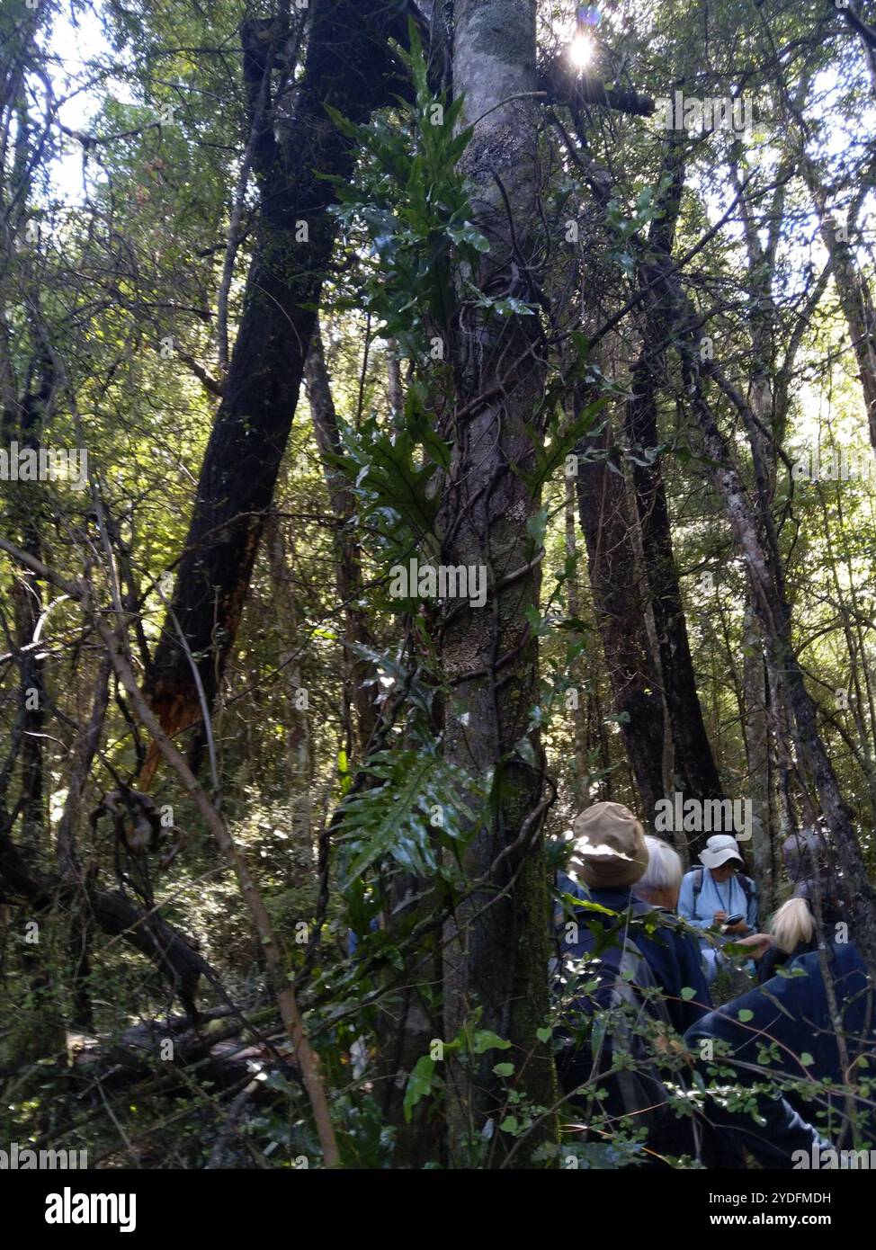 Kangaroo Fern (Microsorum pustulatum pustulatum Stock Photo - Alamy
