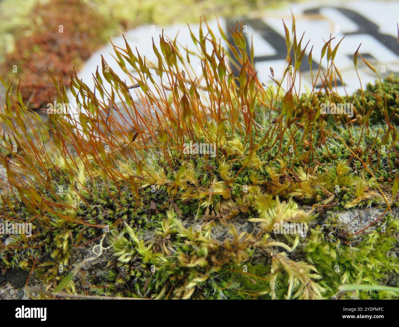 Wall Screw-moss (Tortula muralis Stock Photo - Alamy