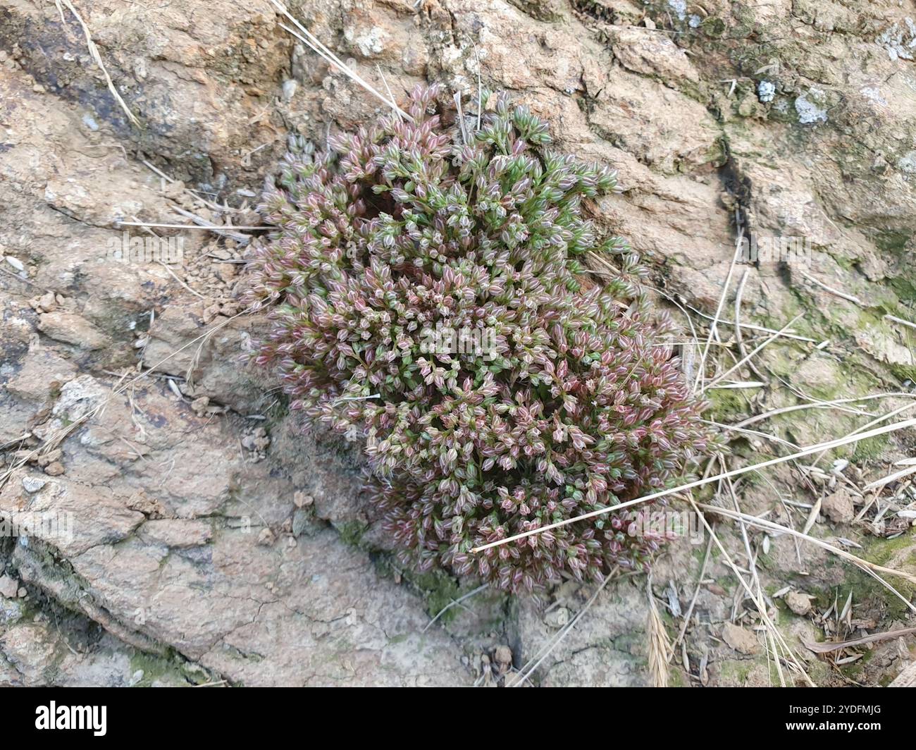 fourleaf manyseed (Polycarpon tetraphyllum Stock Photo - Alamy