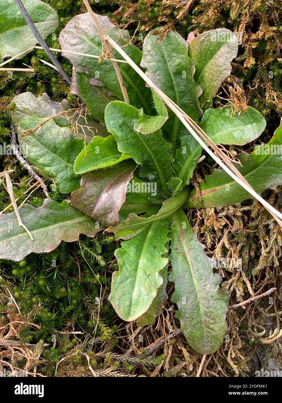 Common Cat's-ear (Hypochaeris radicata Stock Photo - Alamy