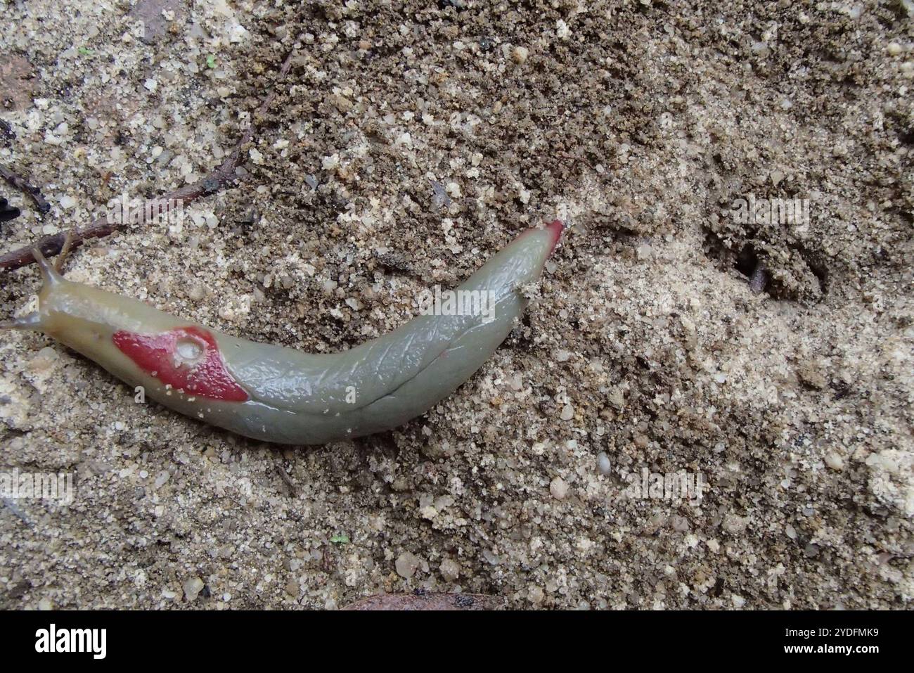 Red triangle slug hi-res stock photography and images - Alamy