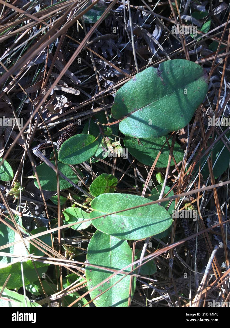 trailing arbutus (Epigaea repens Stock Photo - Alamy