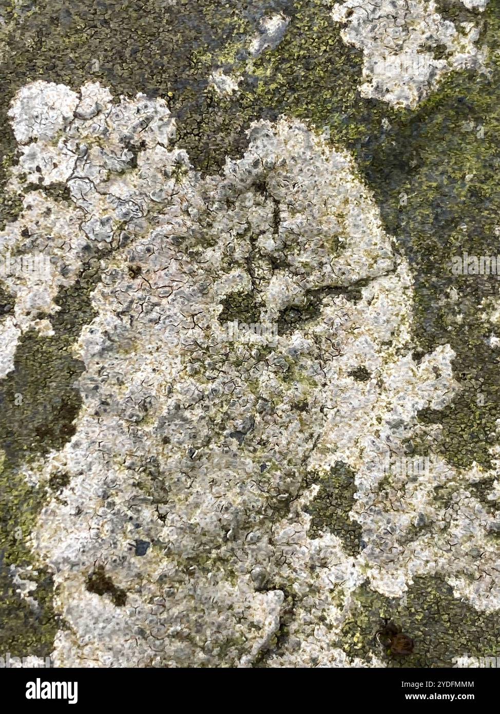 common lichens (Lecanoromycetes Stock Photo - Alamy