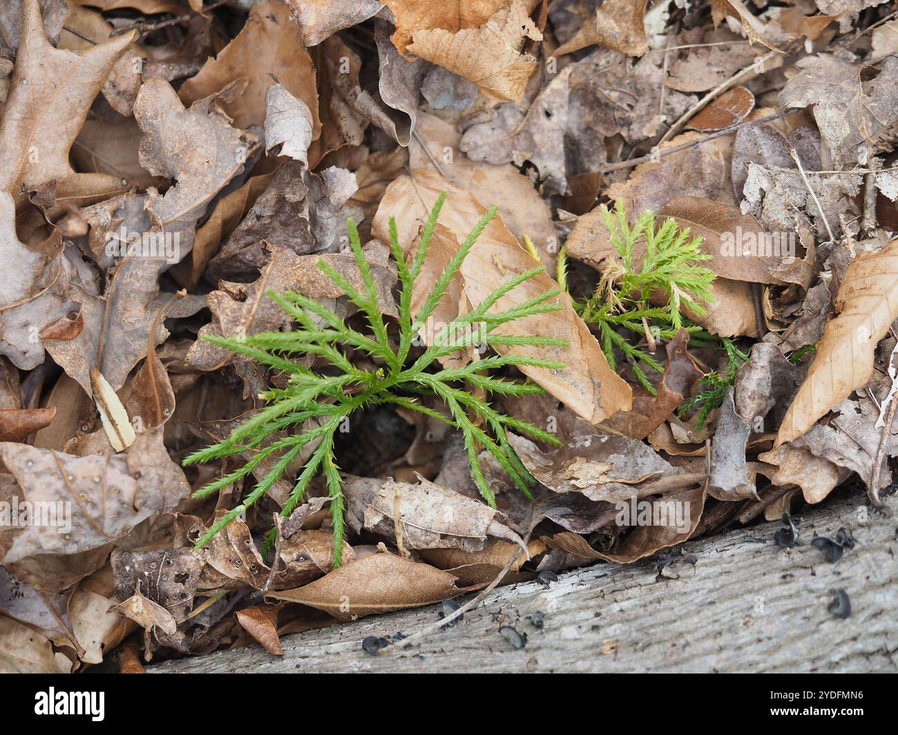 fan clubmoss (Diphasiastrum digitatum Stock Photo - Alamy