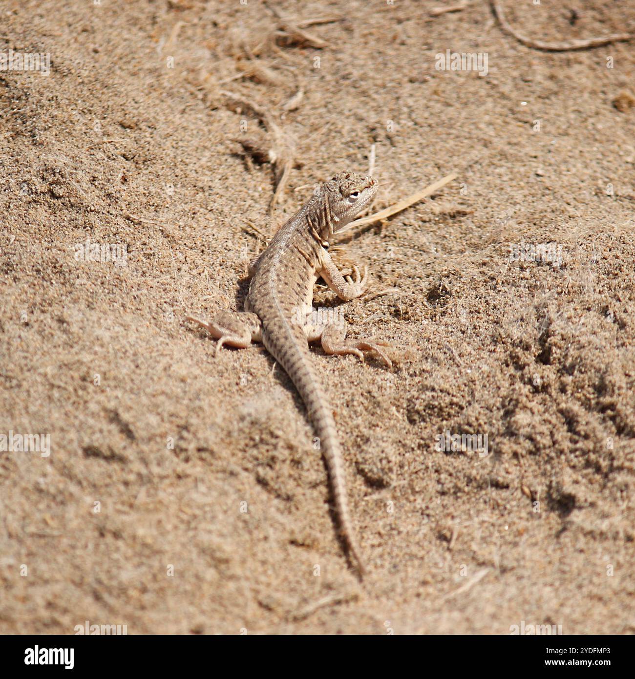 Tschudi's Pacific Iguana (Microlophus thoracicus Stock Photo - Alamy