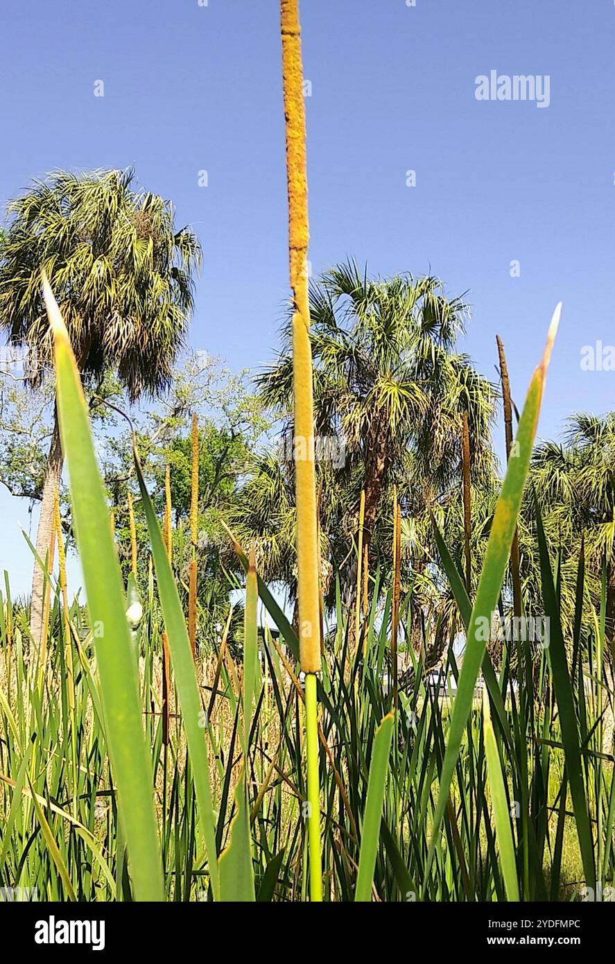 southern cattail (Typha domingensis Stock Photo - Alamy