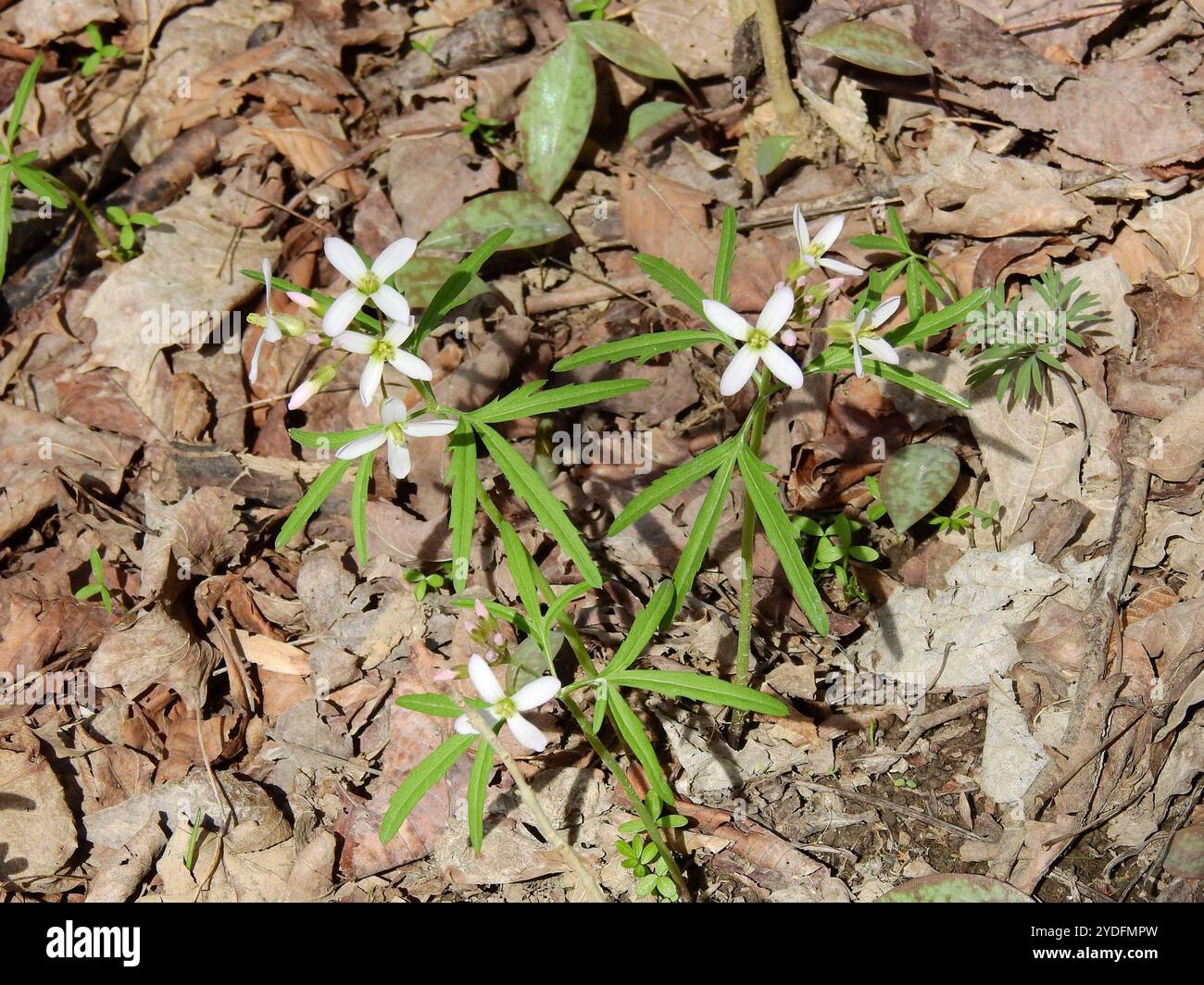 cut-leaved toothwort (Cardamine concatenata Stock Photo - Alamy