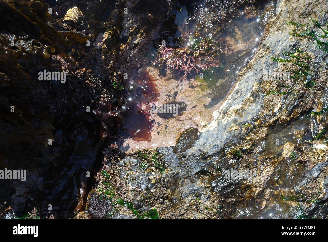 Black Leather Chiton (Katharina tunicata Stock Photo - Alamy