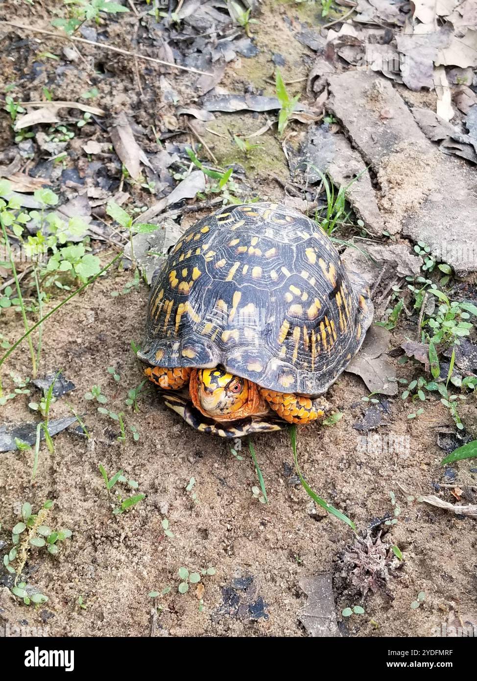 Eastern Box Turtle (Terrapene carolina carolina Stock Photo - Alamy
