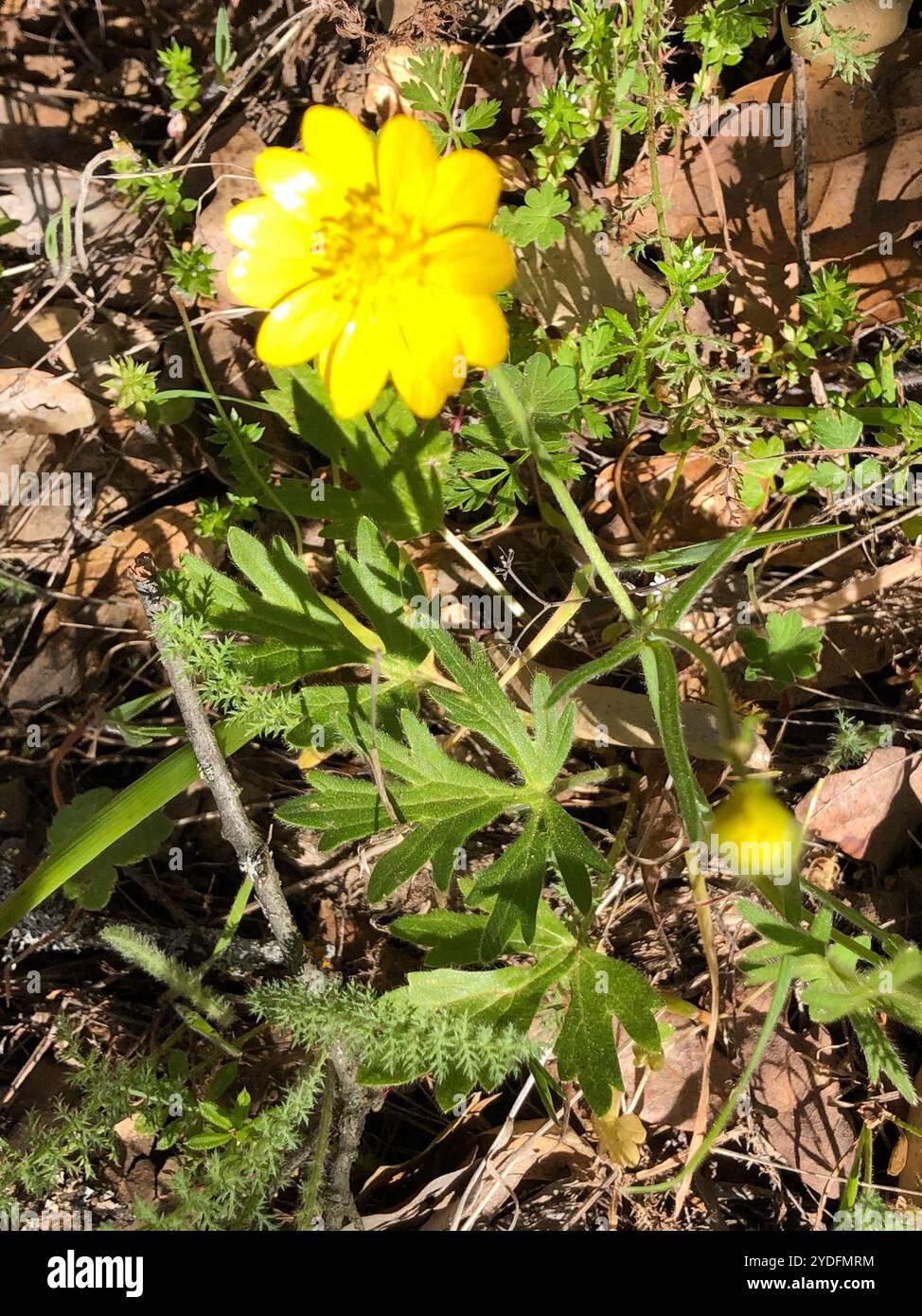 California buttercup (Ranunculus californicus Stock Photo - Alamy