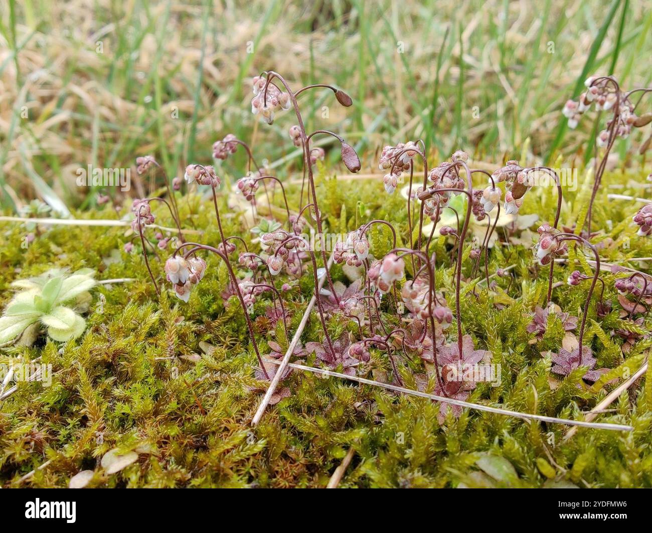 Common Whitlowgrass (Draba verna Stock Photo - Alamy